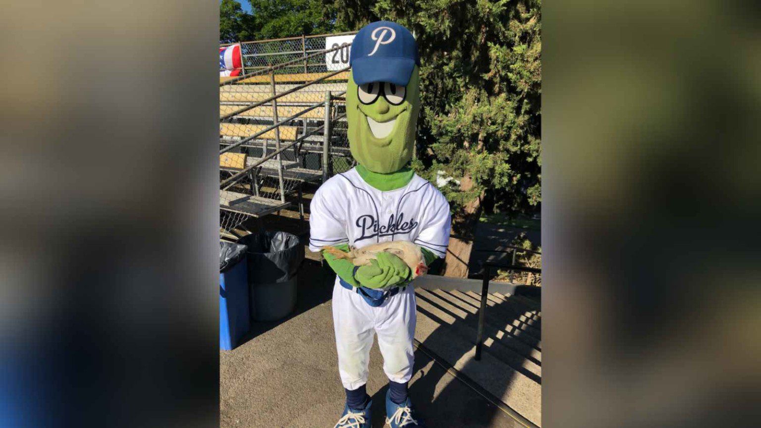 Portland Pickles mascot's Twitter takeover comes to an abrupt end over ...