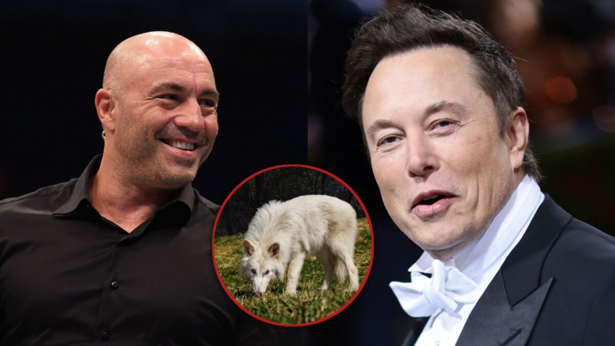 Joe Rogan gets Elon Musk approval over conversation with Billionaire ...
