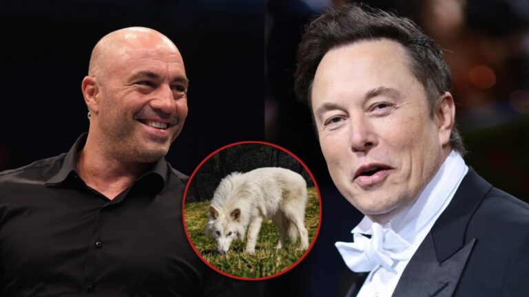 Joe Rogan gets Elon Musk approval over conversation with Billionaire ...